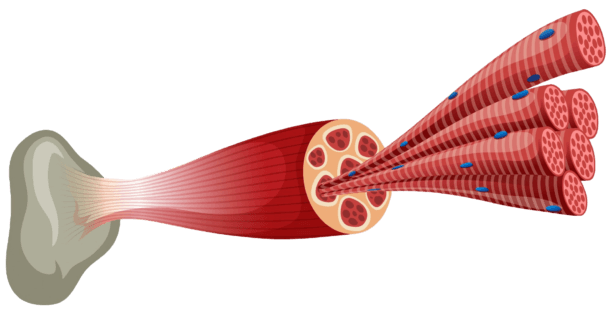 The Science Behind Muscle Hypertrophy in Calisthenics - Calisthenics 101